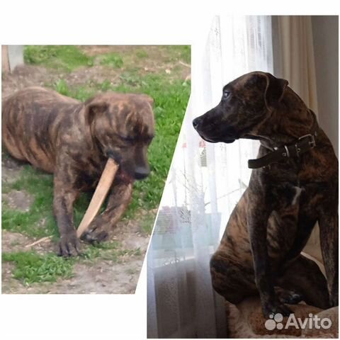 Щенок стафф