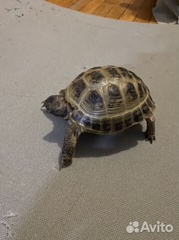 Черепаха Гоша