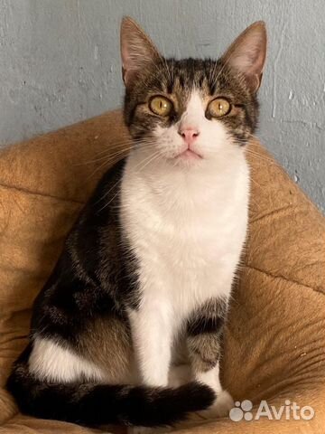 Кошка Буся ищет дом
