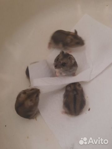 Отдам джунгариков в хорошие руки