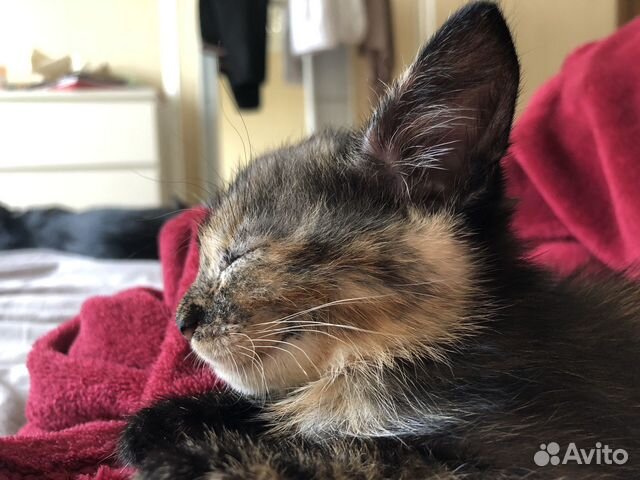 Бискит котята