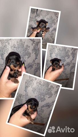 Йоркширский терьер