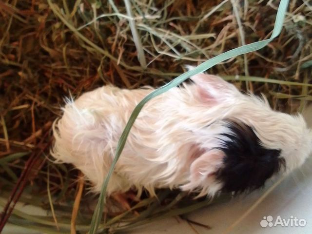 Морская свинка самец