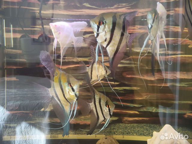 Скалярии Рио Нанай