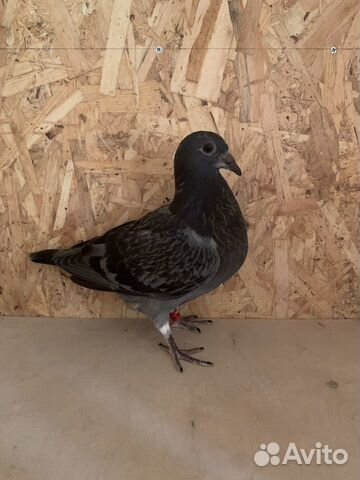 Голуби спортивные