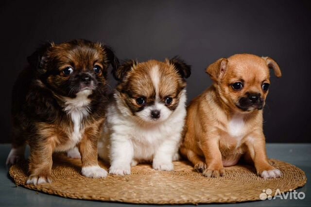 Щенки чихуахуа девочки