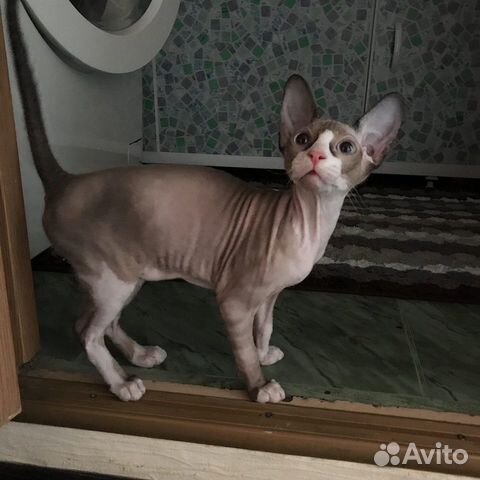 Канадский сфинкс котенок девочка