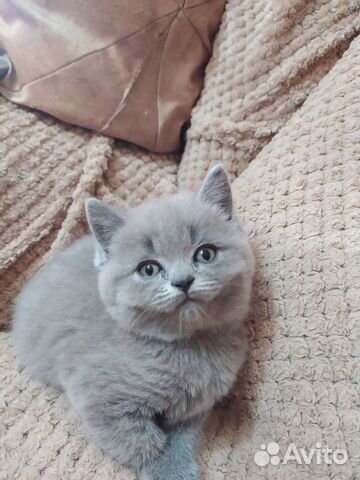 Шотладские котята