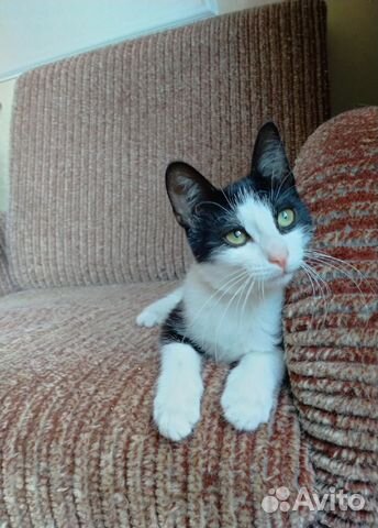 Котенок Петька. Окрас "Петмол" ищет дом