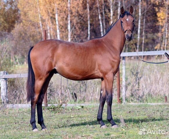 Жеребец 2020, внук Сандро Хит, спортивная помесь