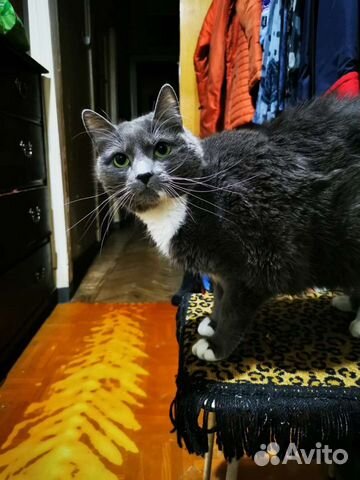 Кот Дымок в добрые руки