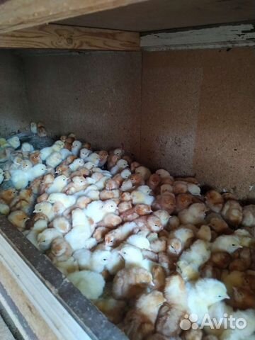 Цыплята ломан браун