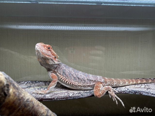 Бородатая агама