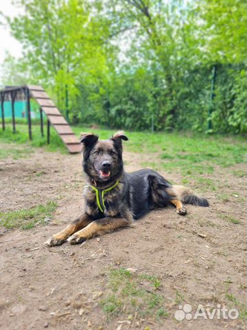 Ласковый охранник Альф