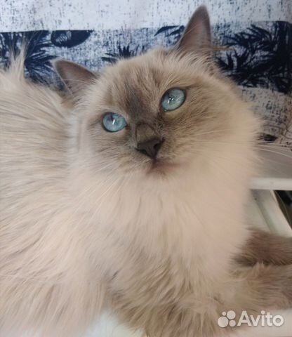 Кошка ищет дом