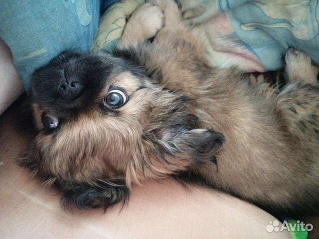 Щенки пекинеса