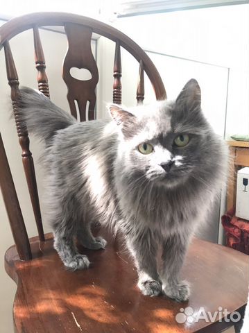 Отдам кошку в дорые руки или передержку