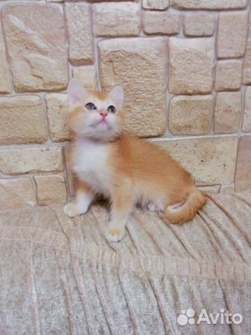 Ласковый мальчик, золотая шиншилла