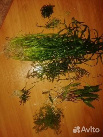 Аквариумные растения