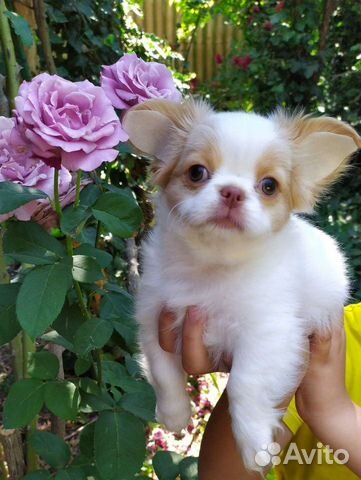 Чихуахуа девочка