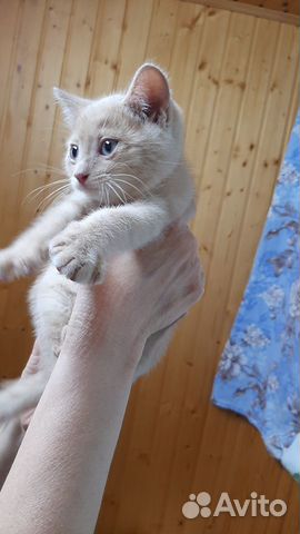 Рыжик с голубыми глазами
