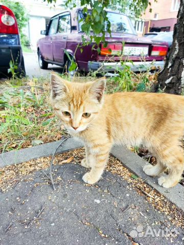 Котенок пропадает на улице
