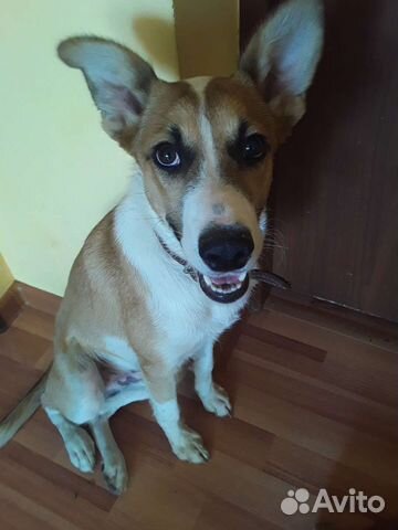 Собака в добрые руки отдам бесплатно