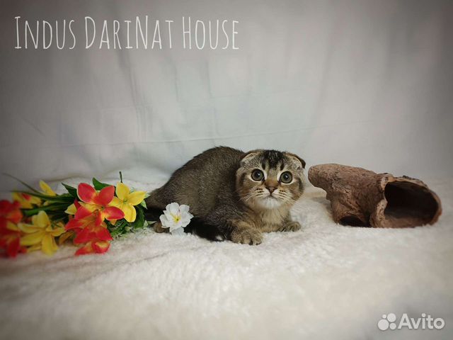 Шотландские котята