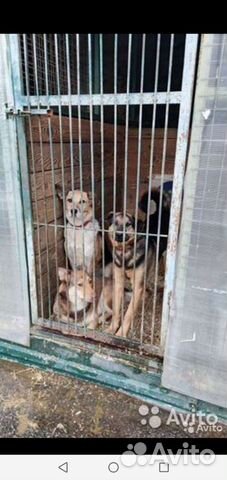 Помощь приюту