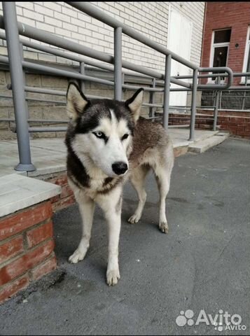 Потерялась Хаски