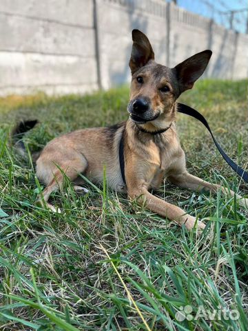 Спасите меняиз приюта