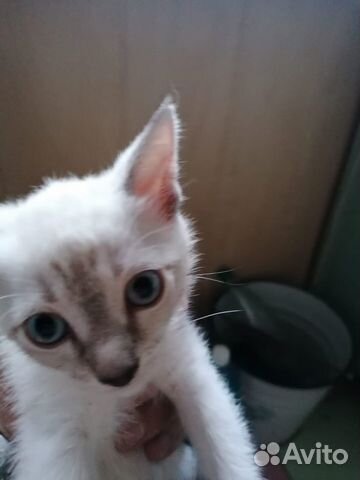 Котята в добрые руки бесплатно