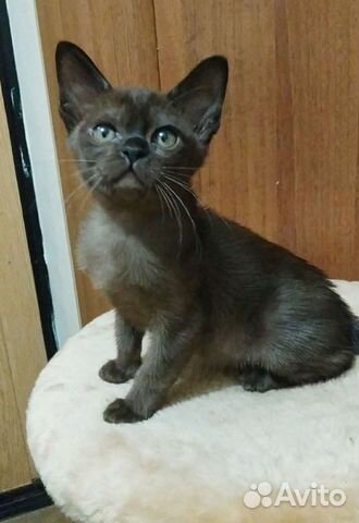 Бурманская