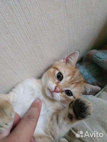 Котёнок британец шиншилла золотой