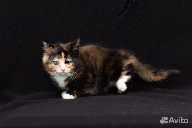 Котенок Тильда ищет дом