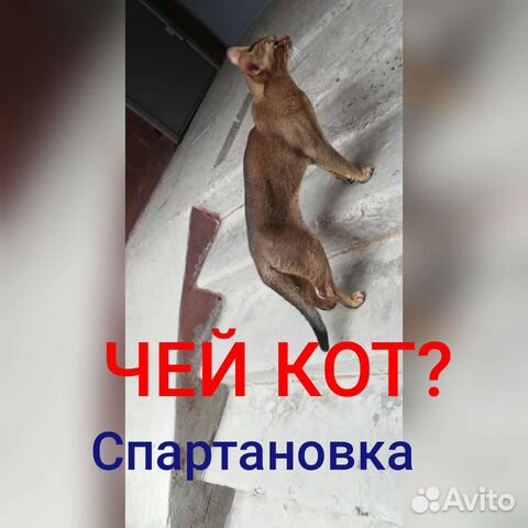 Кот