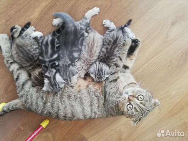 Шотландские котята