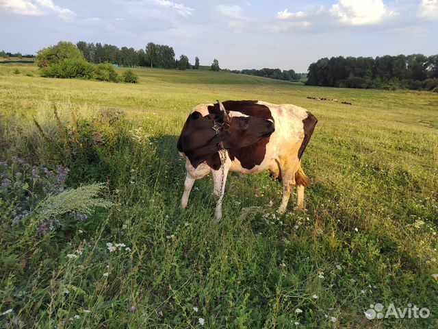 Продается молочная корова