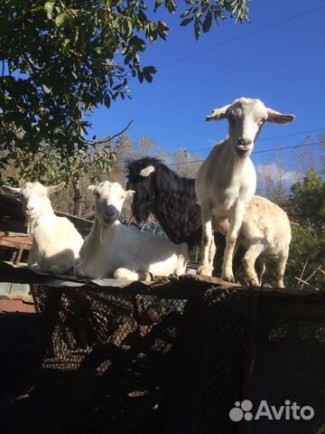 Козы разной породы и возраста