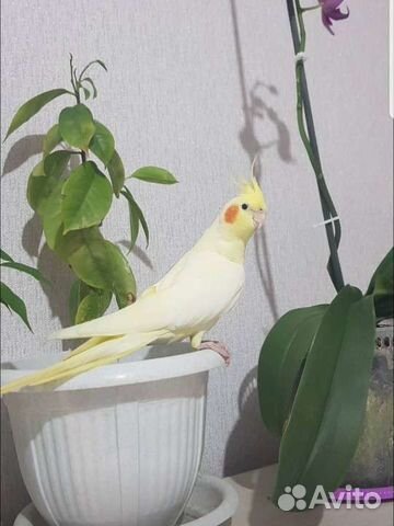 Попугай карелла мальчик с клеткой
