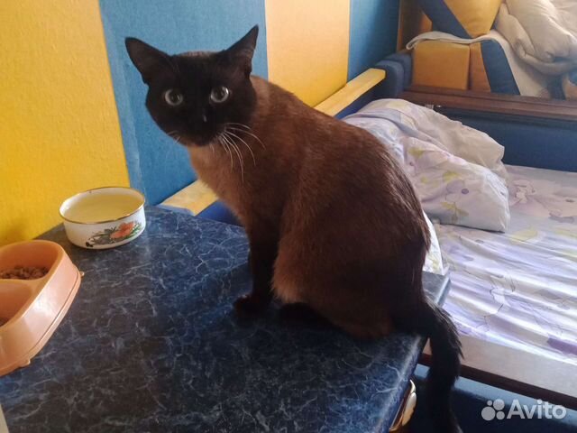 Кот 2.5 годика, вязка