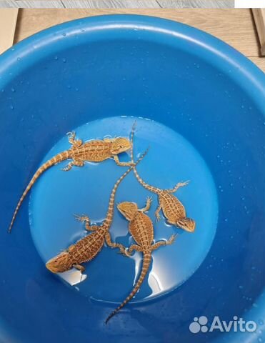 Бородатая агама