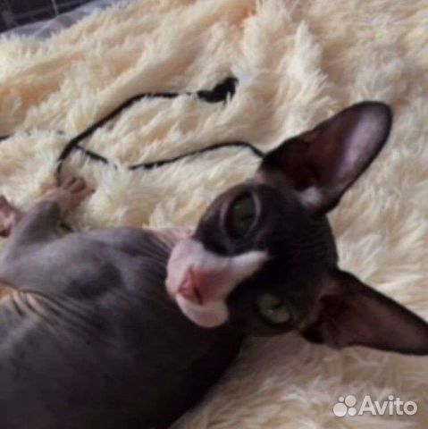 Канадский сфинкс