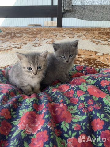 Котята короткошерстной Британки