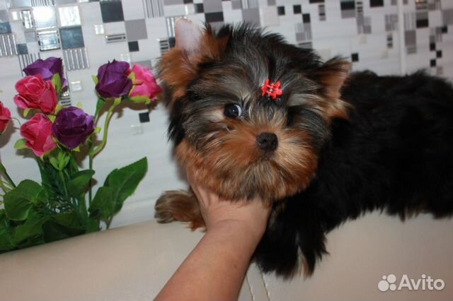 Красавчик мальчик 3 мес