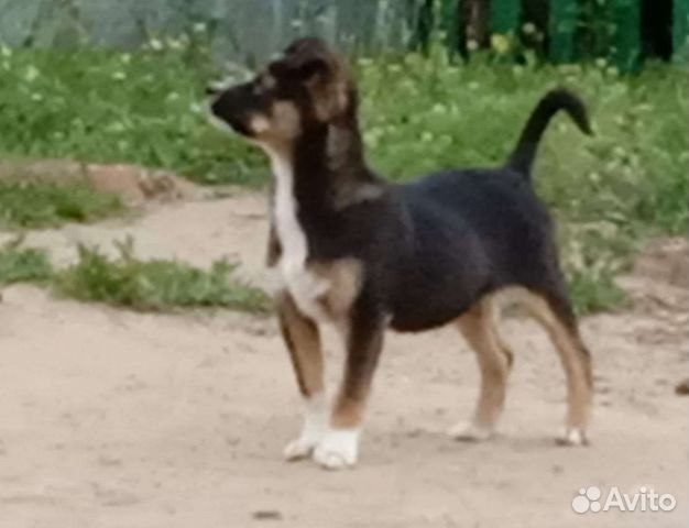 Малорослый щенок в добрые руки