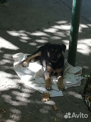 Собака в добрые руки щенок, сука