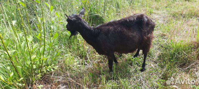 Коза дойная