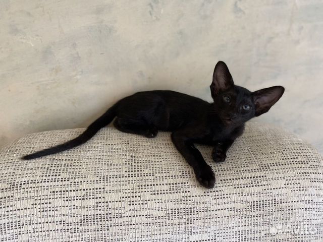 Ориентальная кошечка