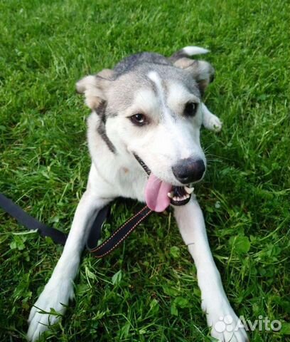 Собака ищет своего человека